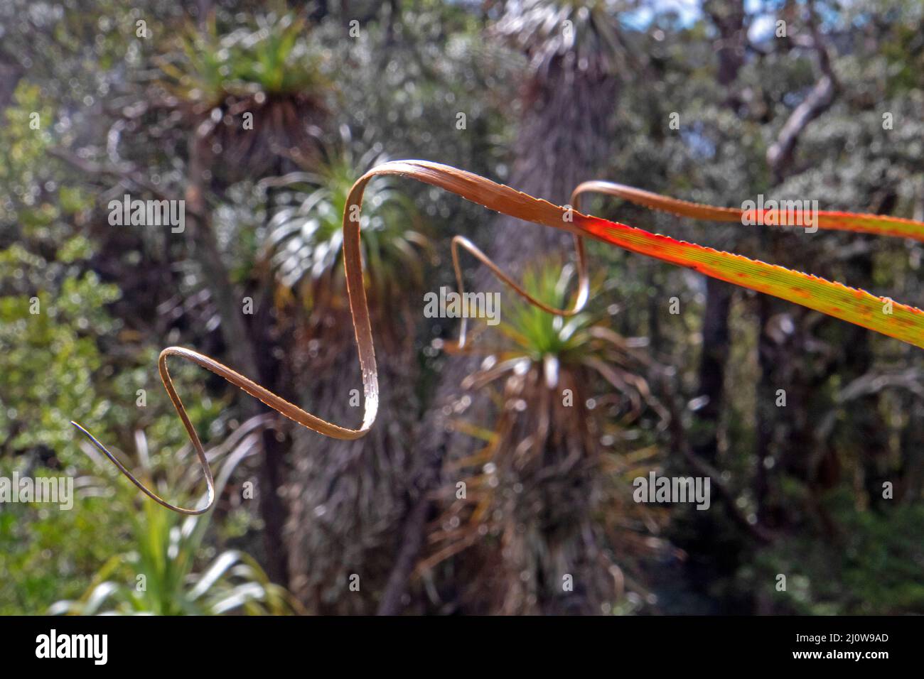 Pandani tasmania hi-res stock photography and images - Alamy