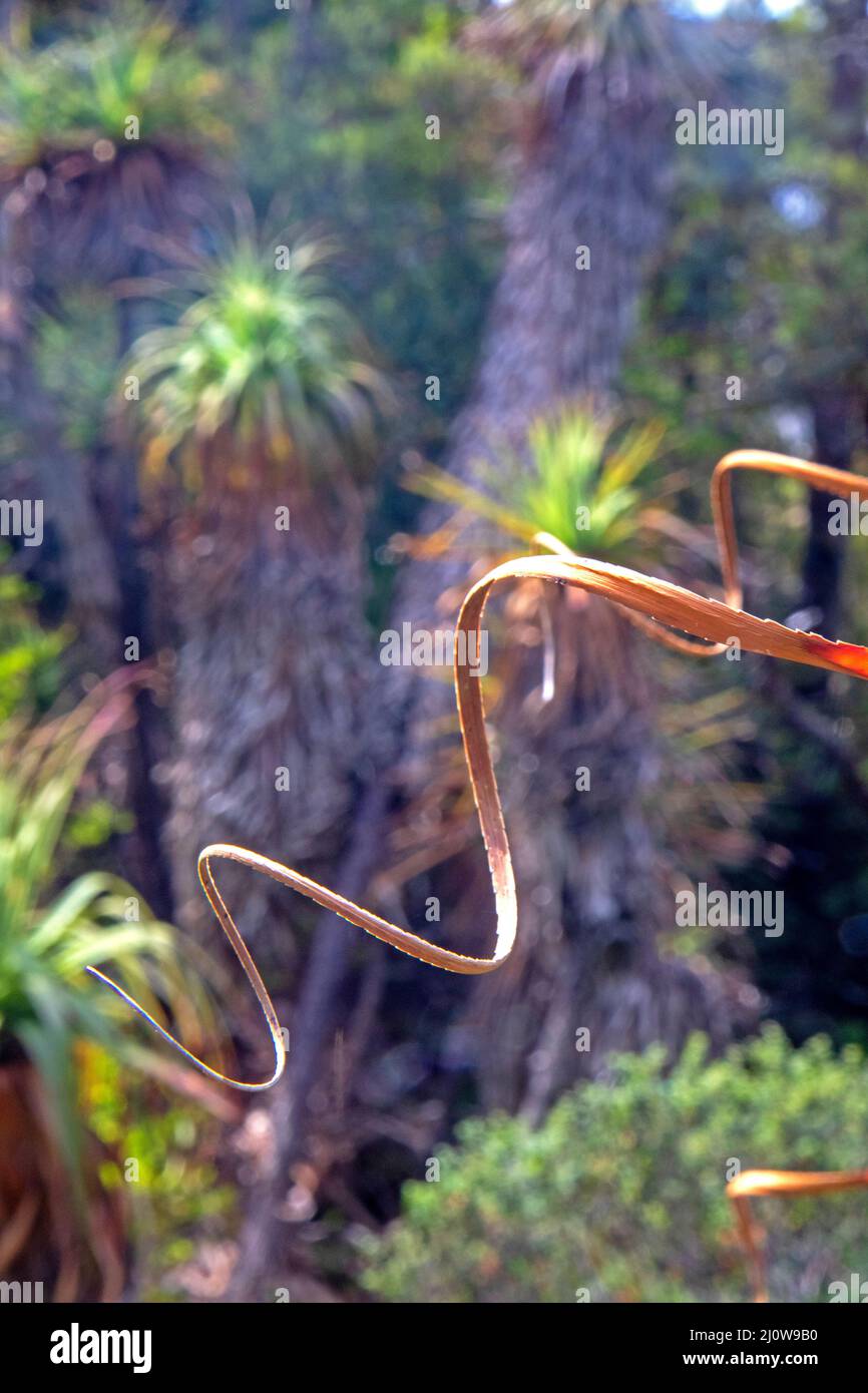 Pandani hi-res stock photography and images - Alamy