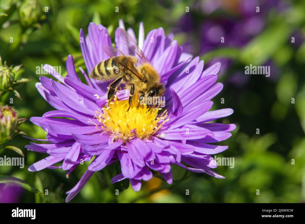 bee or honeybee in Latin Apis Mellifera, european or western honey bee ...