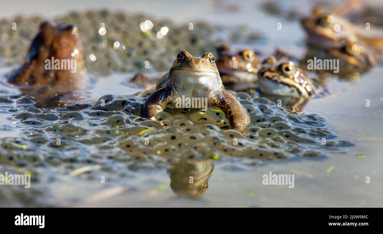 European Common brown Frog in latin Rana temporaria with eggs Stock Photo - Alamy