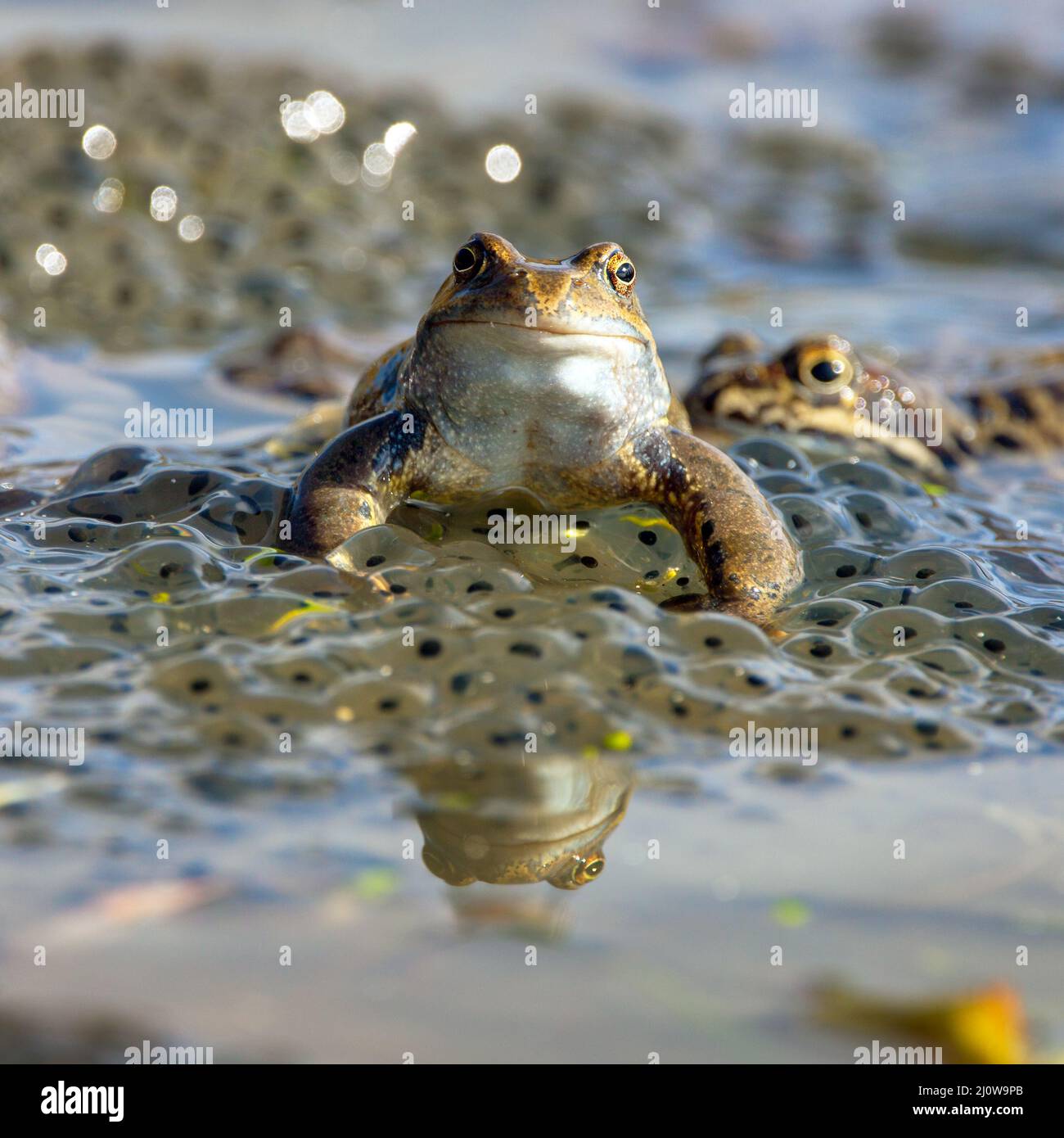 Blue european frog hi-res stock photography and images - Alamy