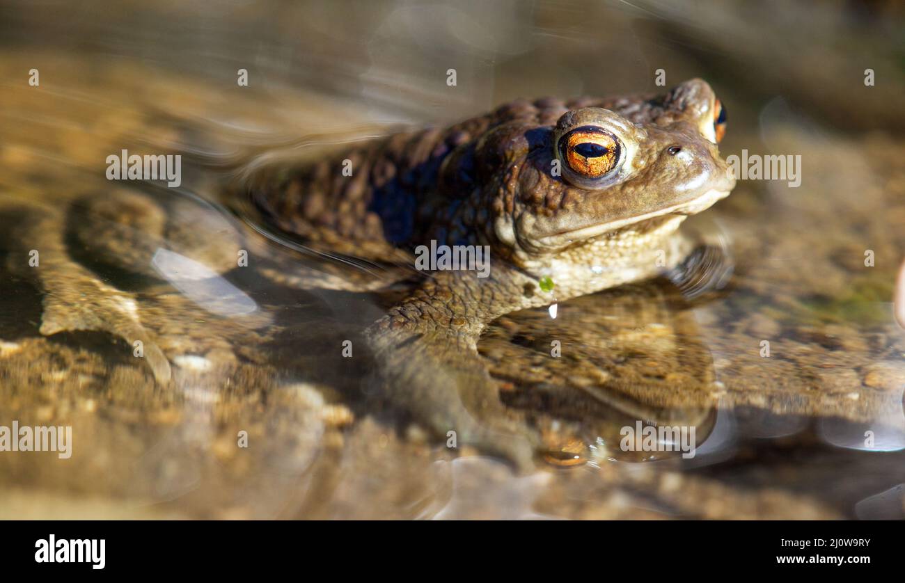 Common or European toad frog brown colored in latin bufo bufo Stock ...
