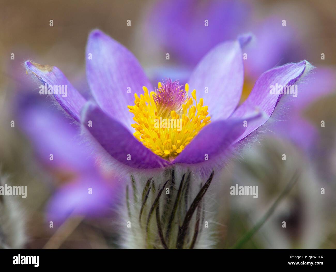 Pasqueflower. Beautiful blue flower of greater pasque flower or ...