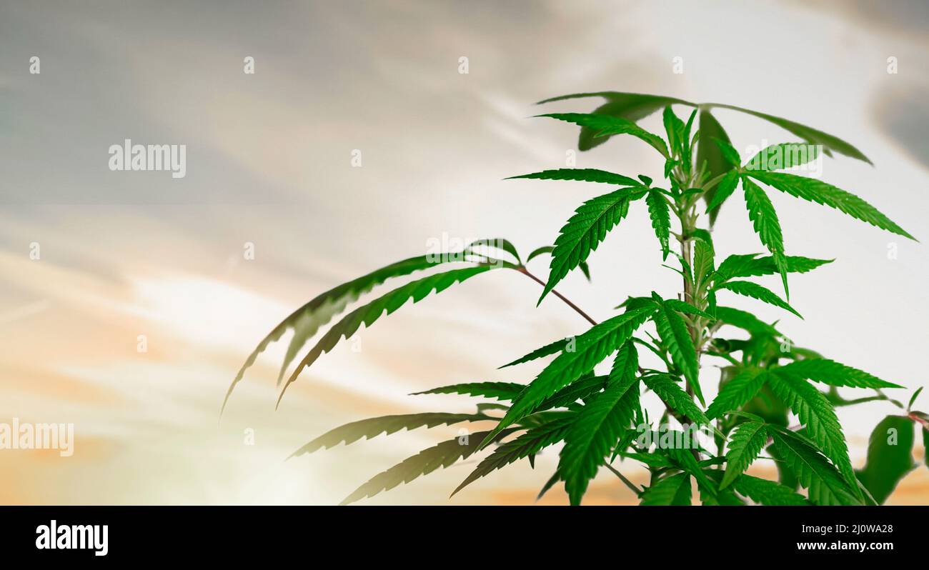 Cannabis plant sunset hi-res stock photography and images - Alamy