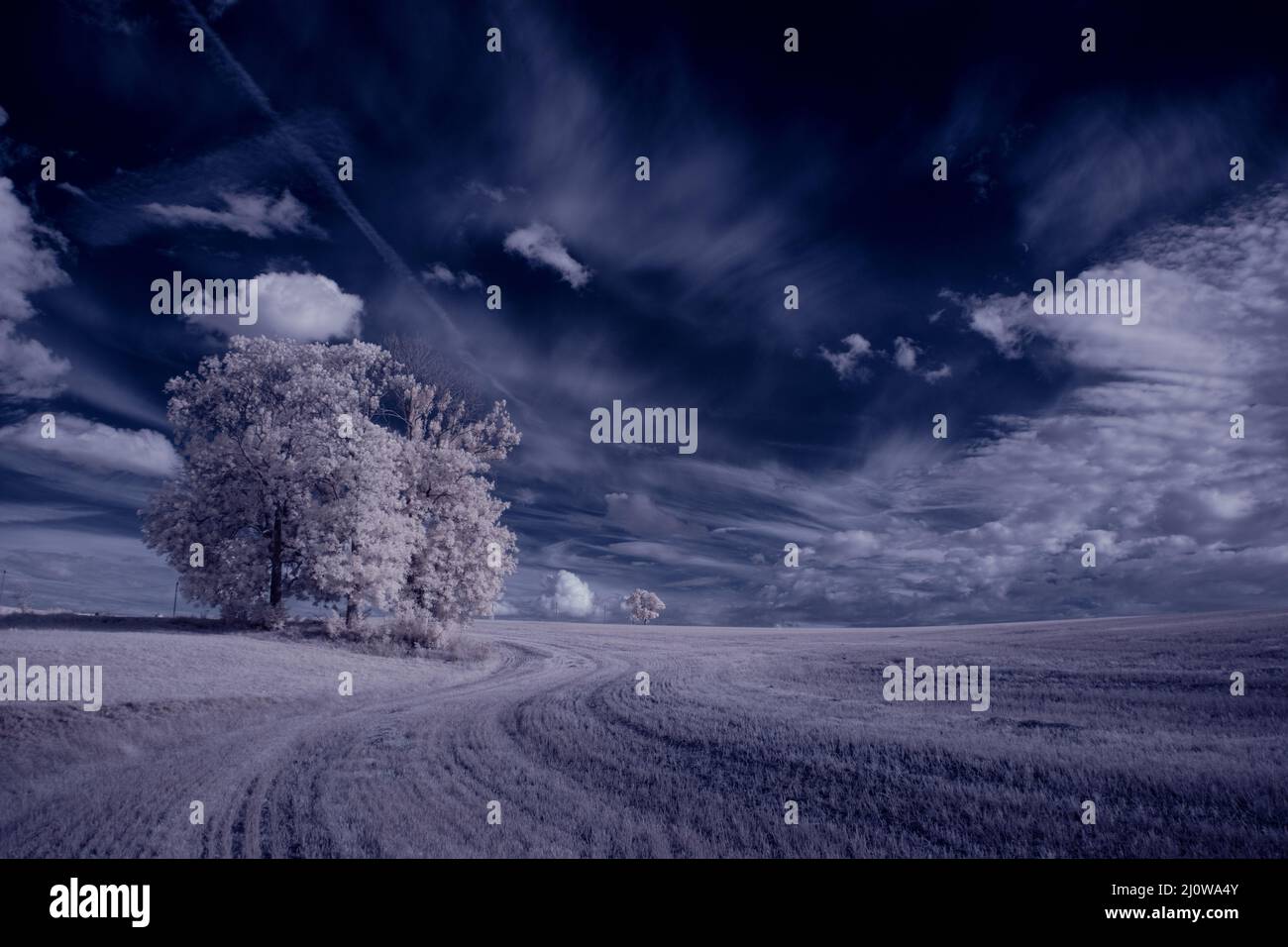 Chilling view of trees in the winter field under a cloudy sky Stock ...