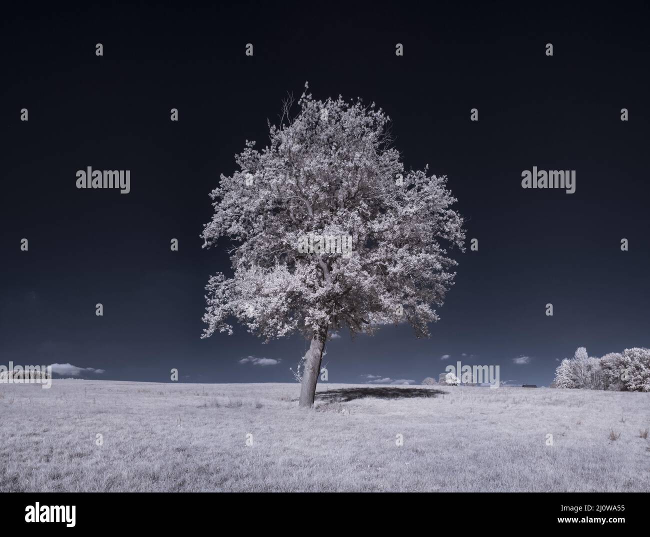 Chilling view of a tree in the winter landscape Stock Photo - Alamy