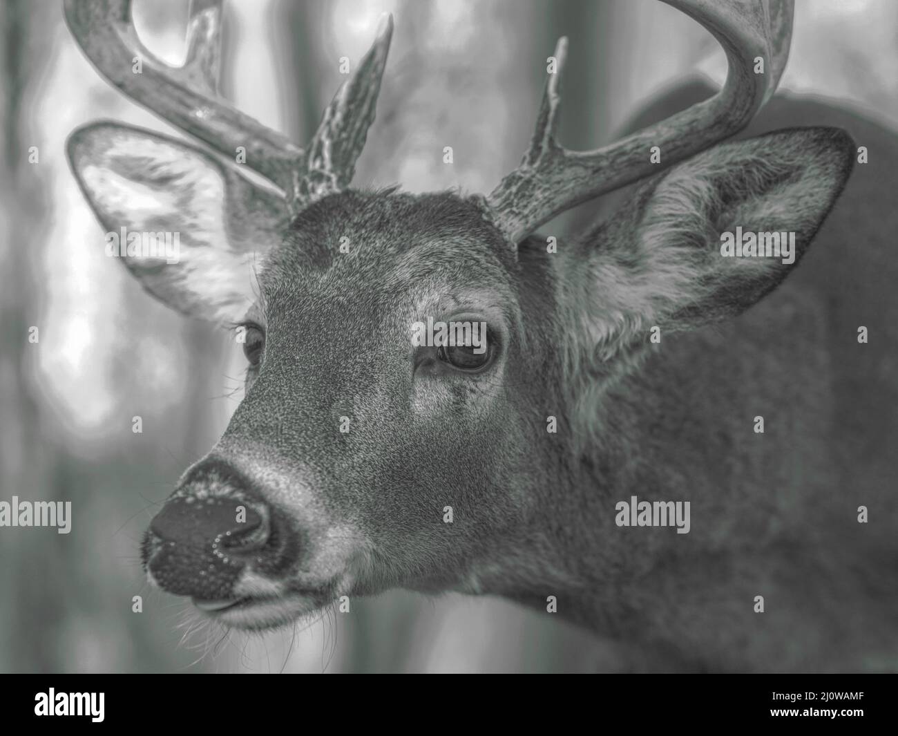 Deer gaze hi-res stock photography and images - Alamy