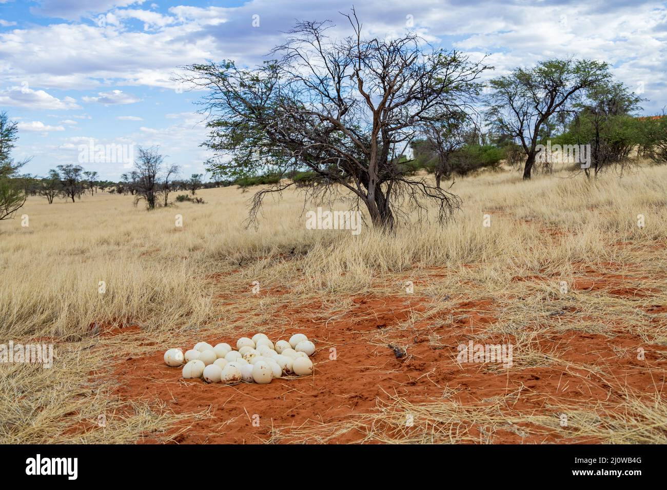 Egs hi-res stock photography and images - Alamy