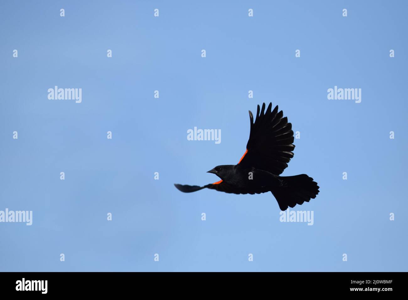Red-Wing Blackbird in flight 2 Stock Photo - Alamy