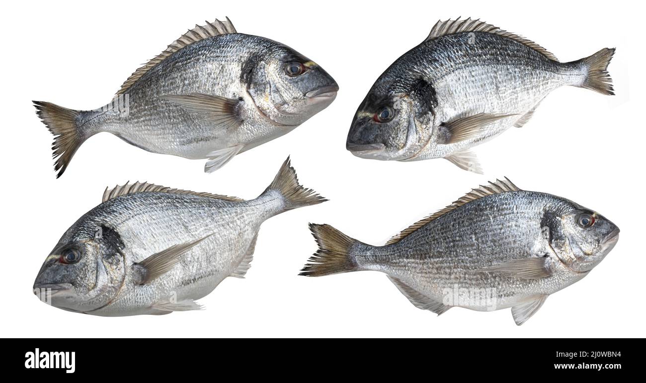 Fresh dorado fish isolated on white background Stock Photo - Alamy
