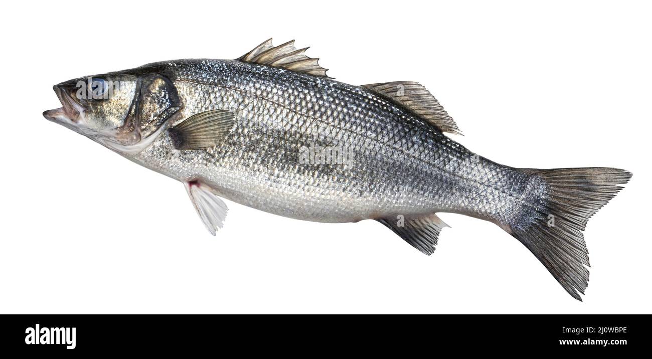 Sea bass, fresh seabass fish isolated on white background Stock Photo ...