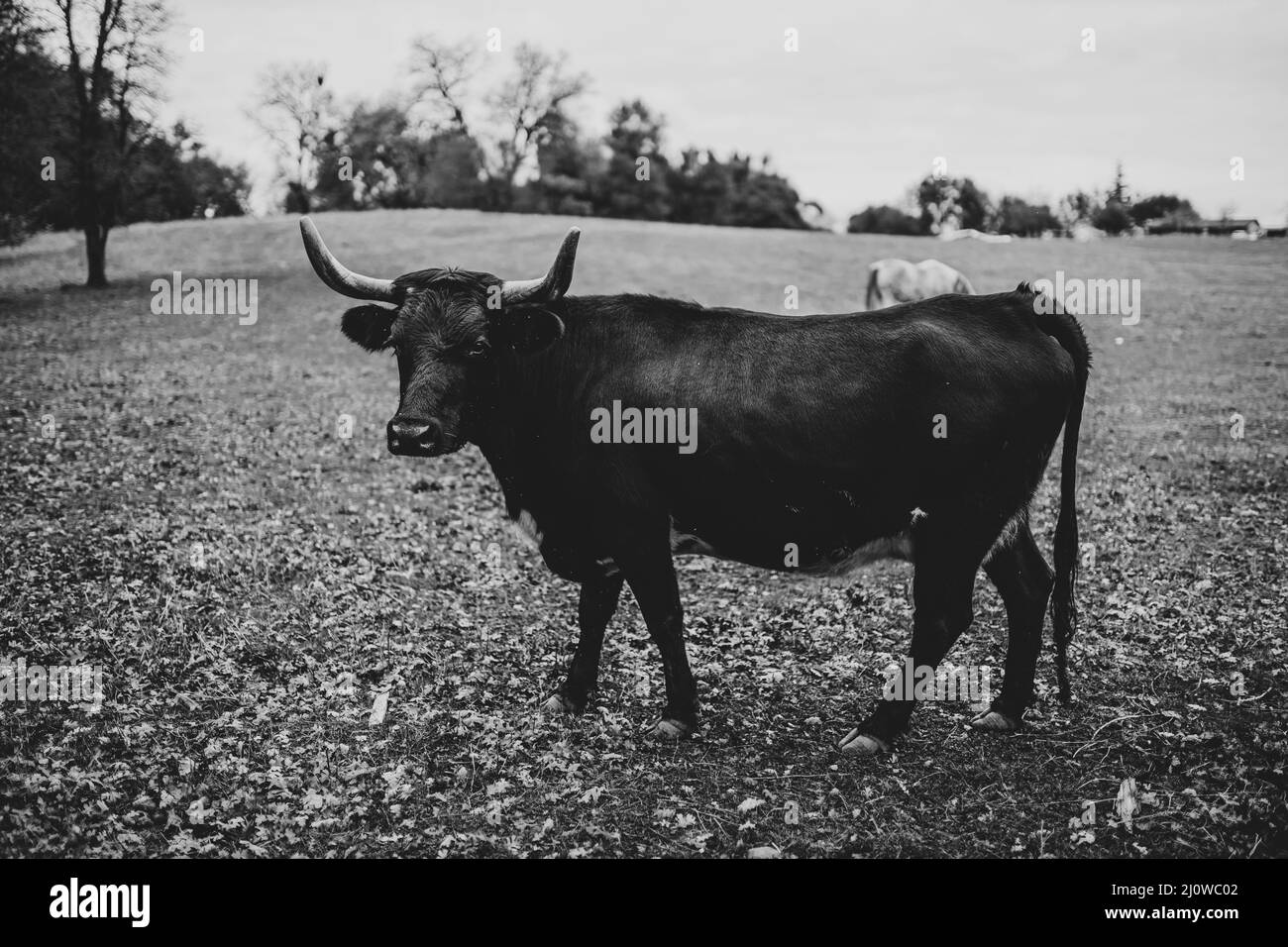 Bull farm Black and White Stock Photos & Images - Alamy