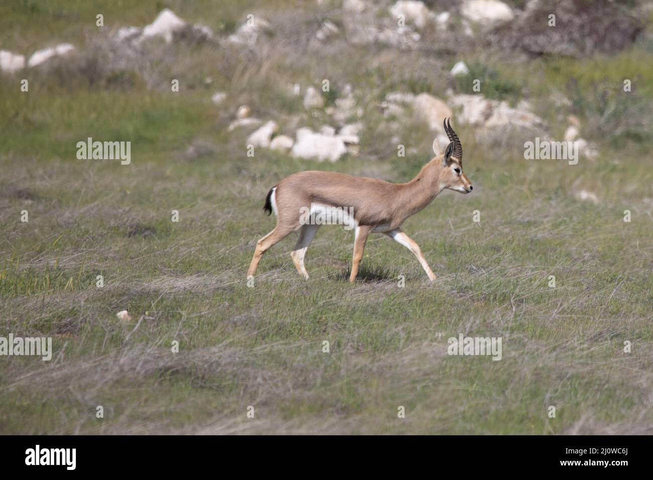 Beautiful Impala Antelope in African landscape and scenery Stock Photo ...