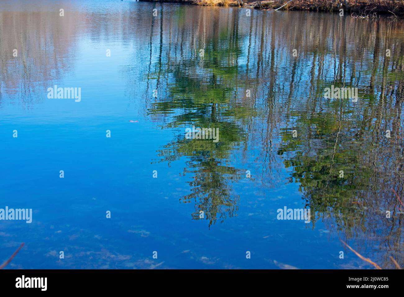 Maple tree tree nature park with branches of trees bright hi-res stock ...