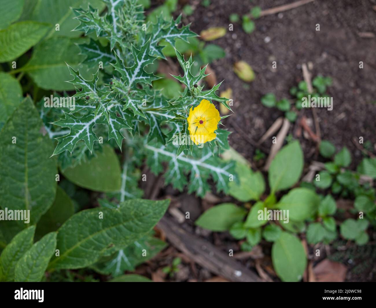 Mexican prickly poppy (Argemone mexicana) in a garden in Jinotega ...