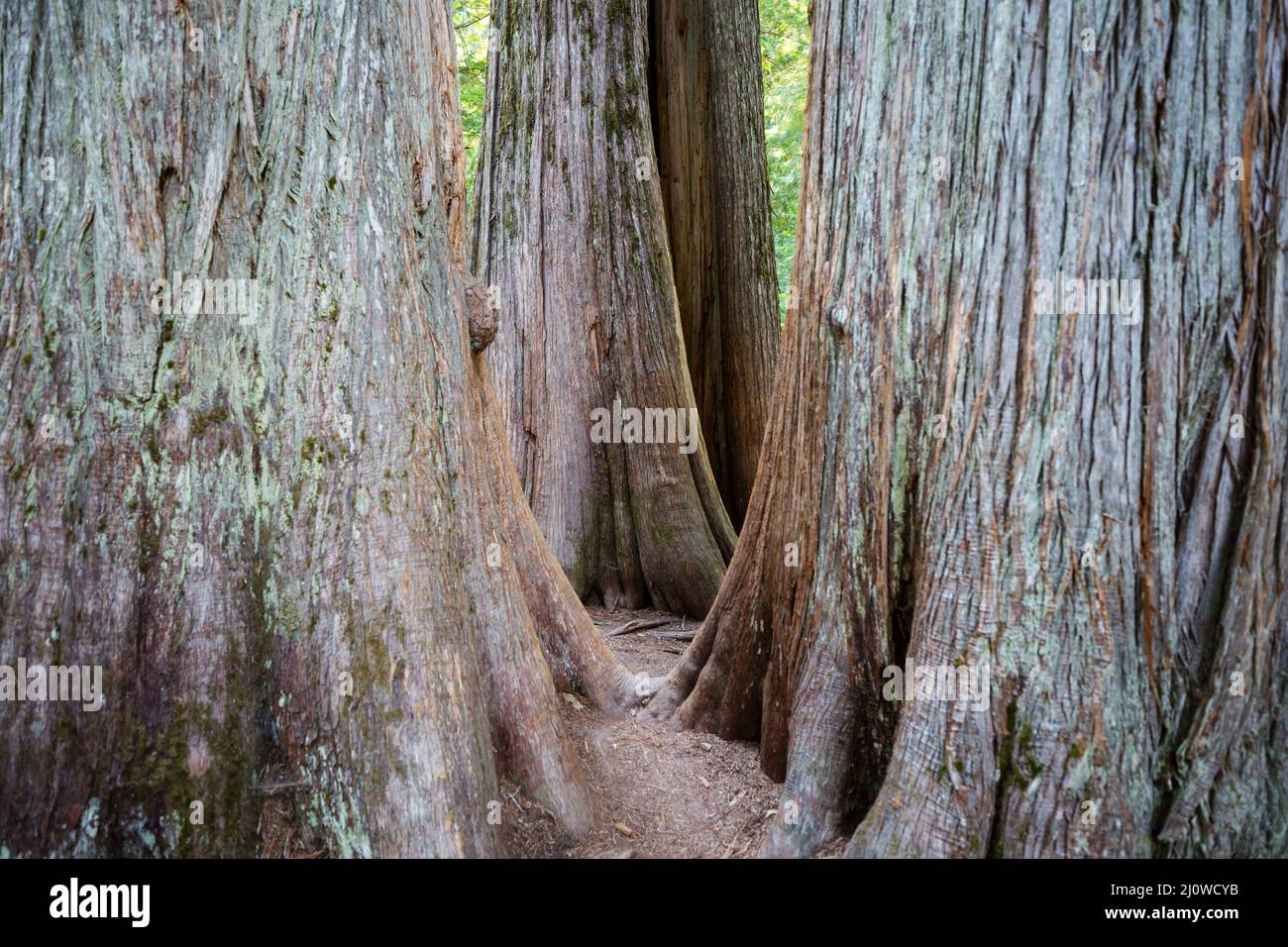 Forest view giant sequoia hi-res stock photography and images - Alamy