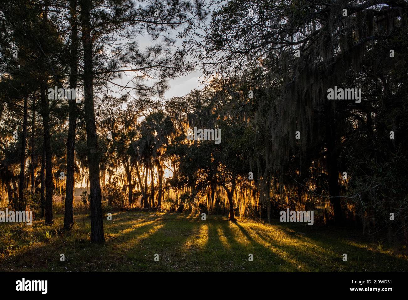 Goldn sunset in the South Carolina lowcountry Stock Photo - Alamy