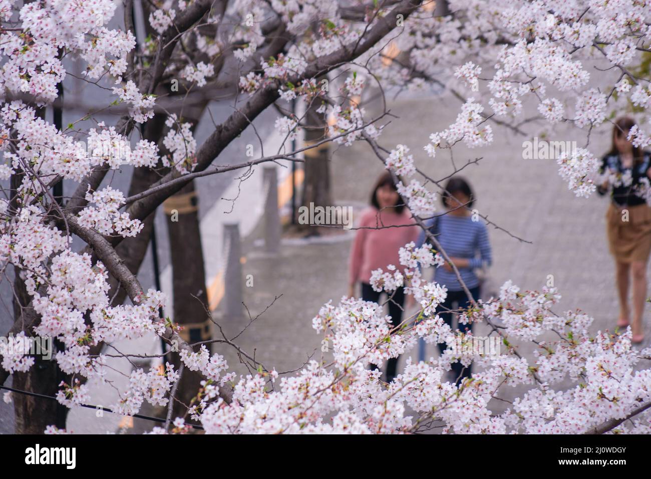 Cherry blossom lined road hi-res stock photography and images - Alamy