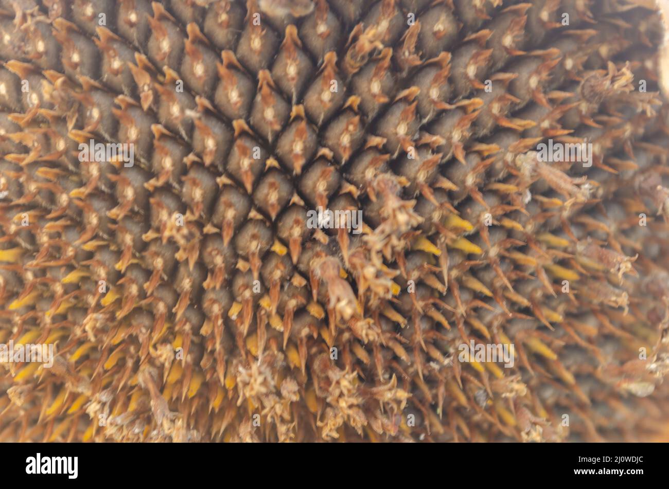 Sunflower Seed Background Stock Photo - Alamy