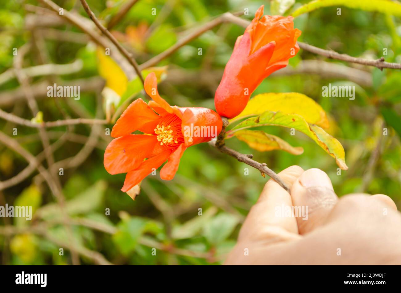 Trees shrubs pomegranate tree hi-res stock photography and images - Alamy
