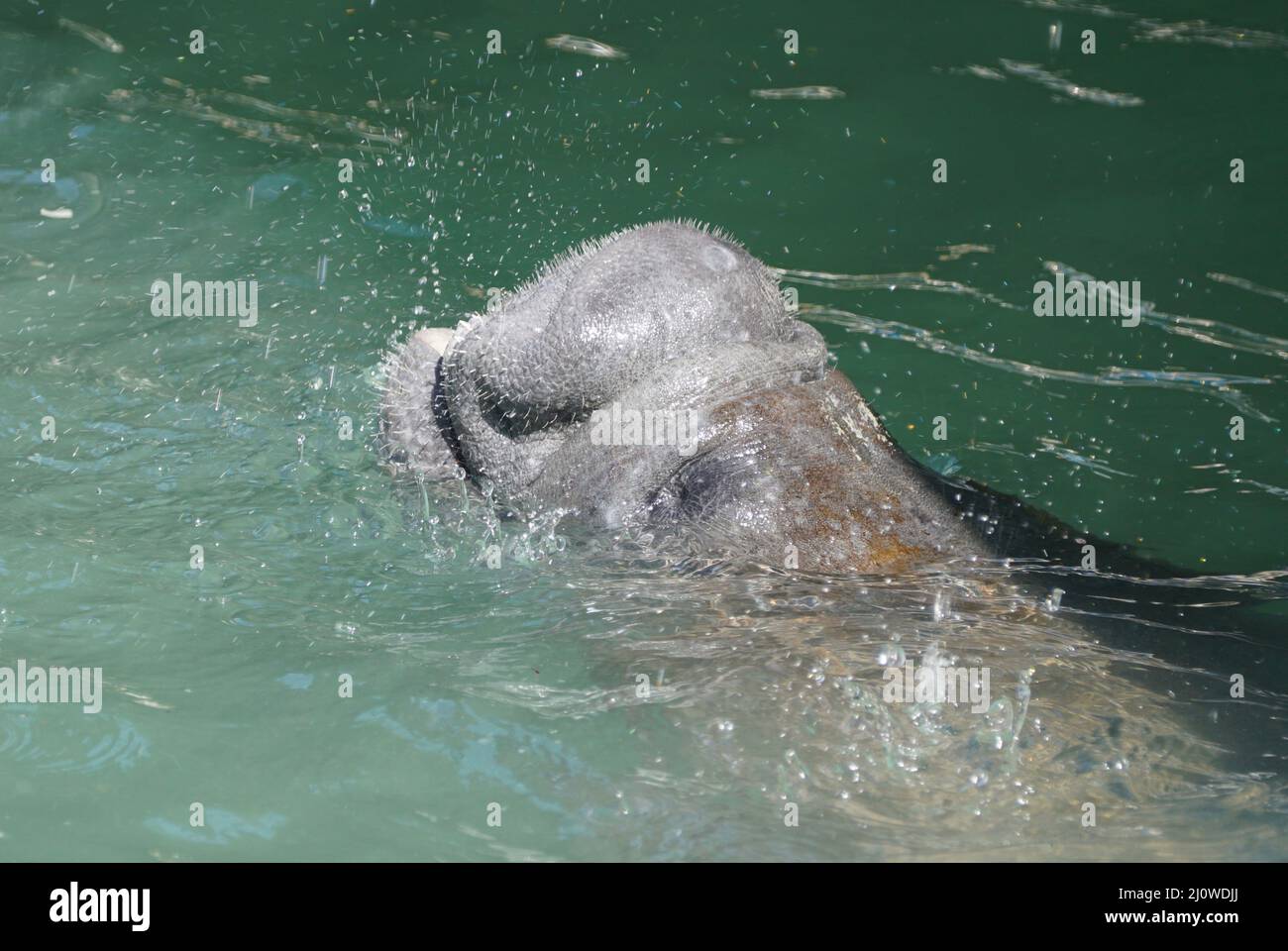 A manatee drinking fresh water dripping from a faucet in Islamorada ...