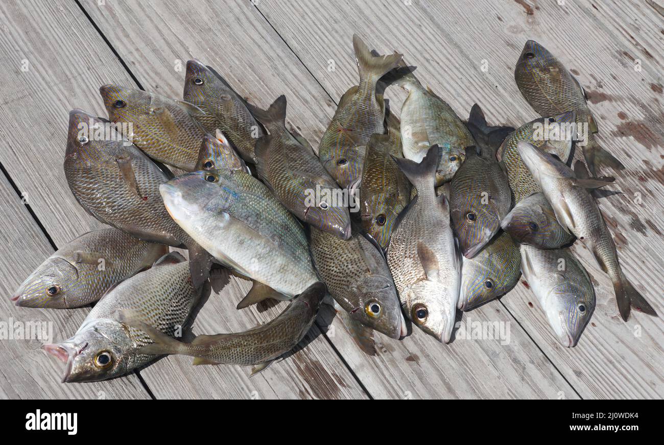 A pile of grey snapper and porgy caught from a fishing trip on top of ...