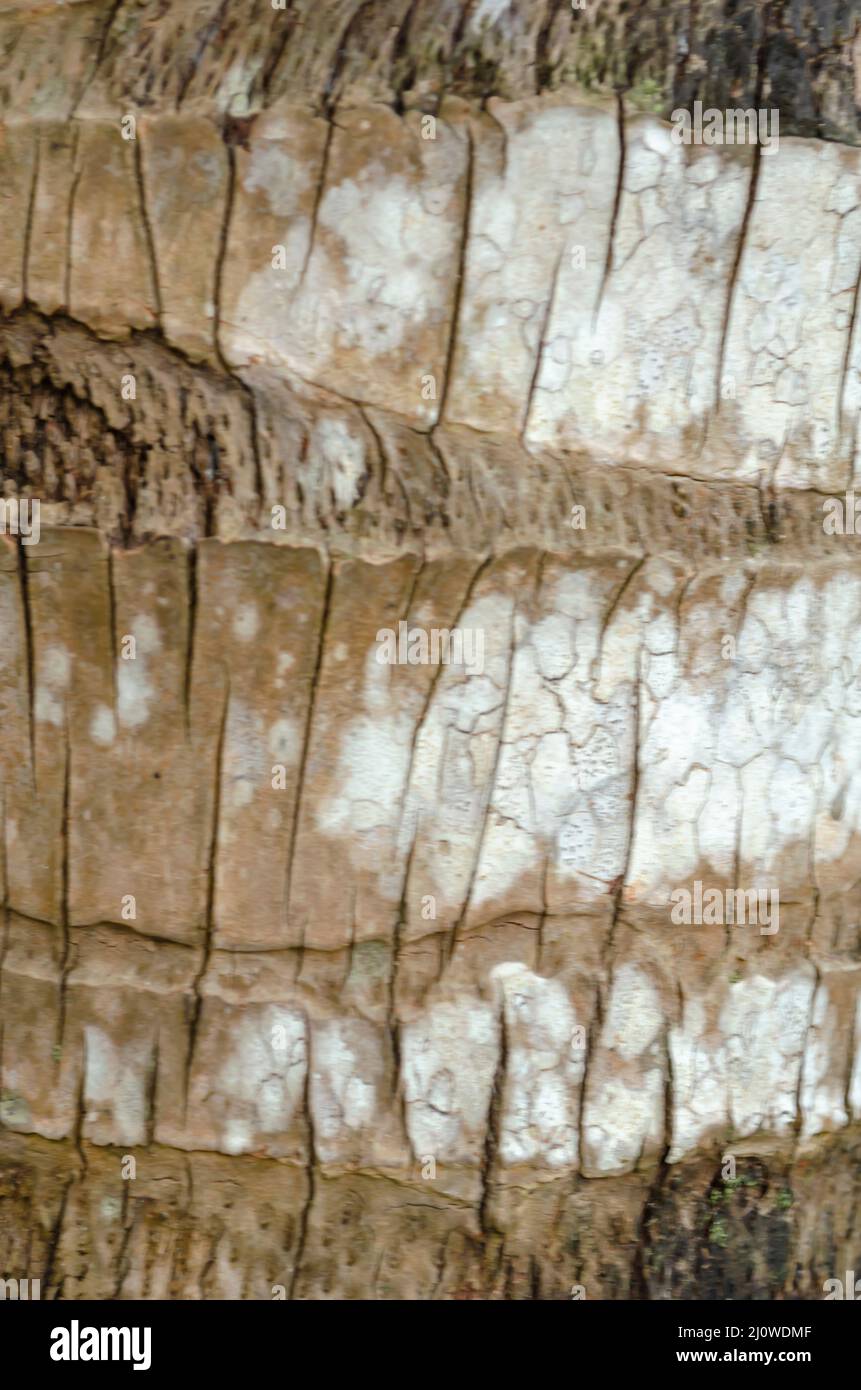 Coconut Palm Tree Bark Texture Stock Photo - Alamy