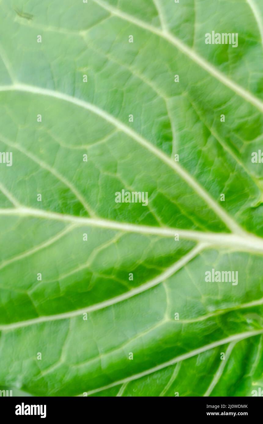 Green Okra Leaf Texture Stock Photo - Alamy