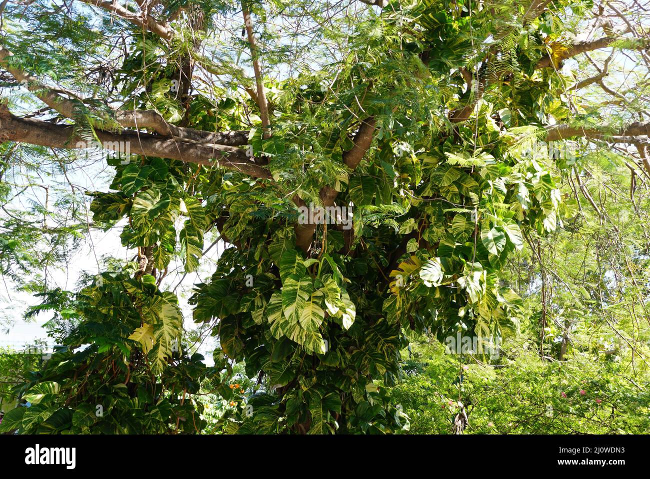 Beautiful variegated leaves of Giant Hawaiian Pothos climbing on top of ...