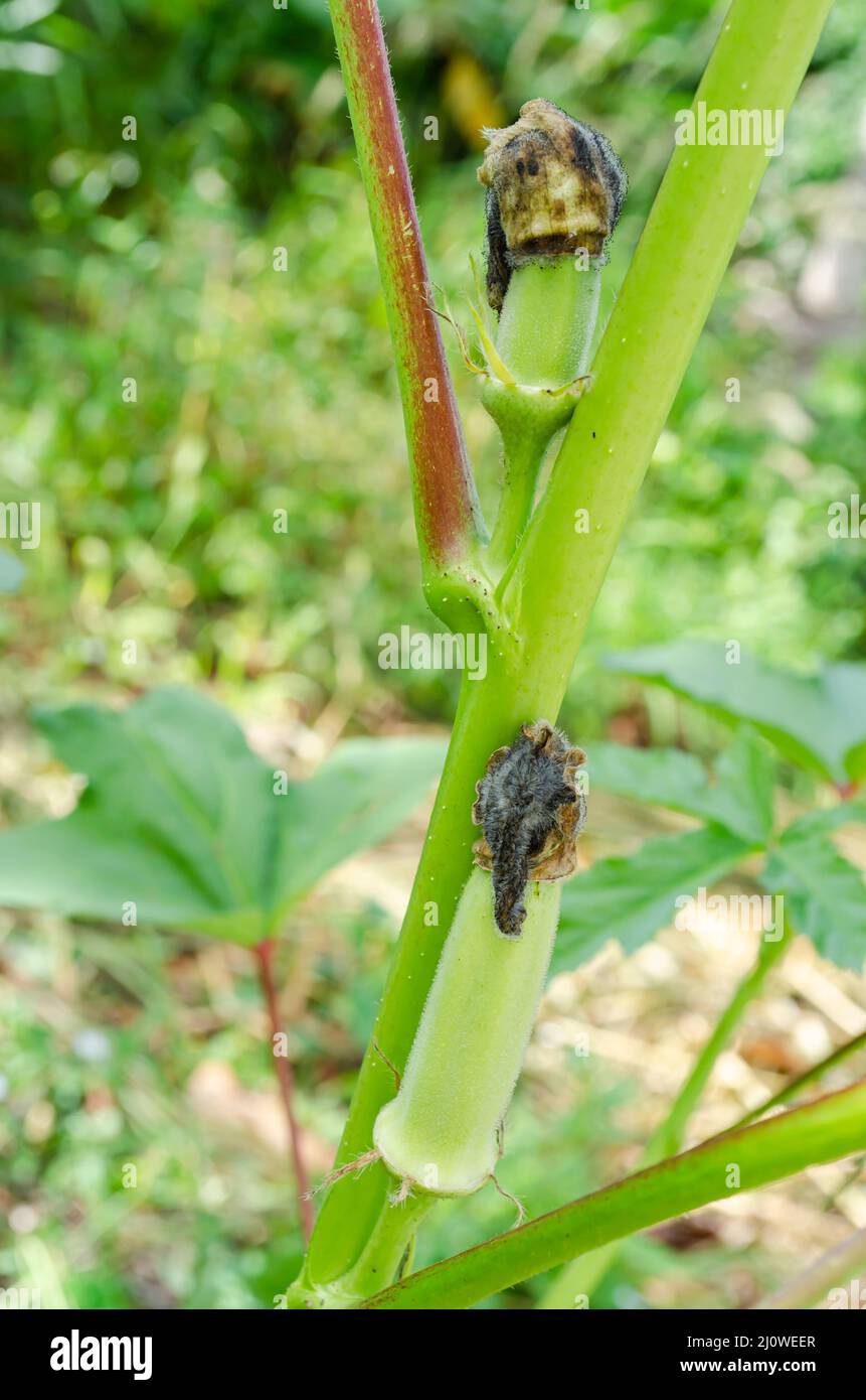 Okra plant growing garden not farm hi-res stock photography and images ...