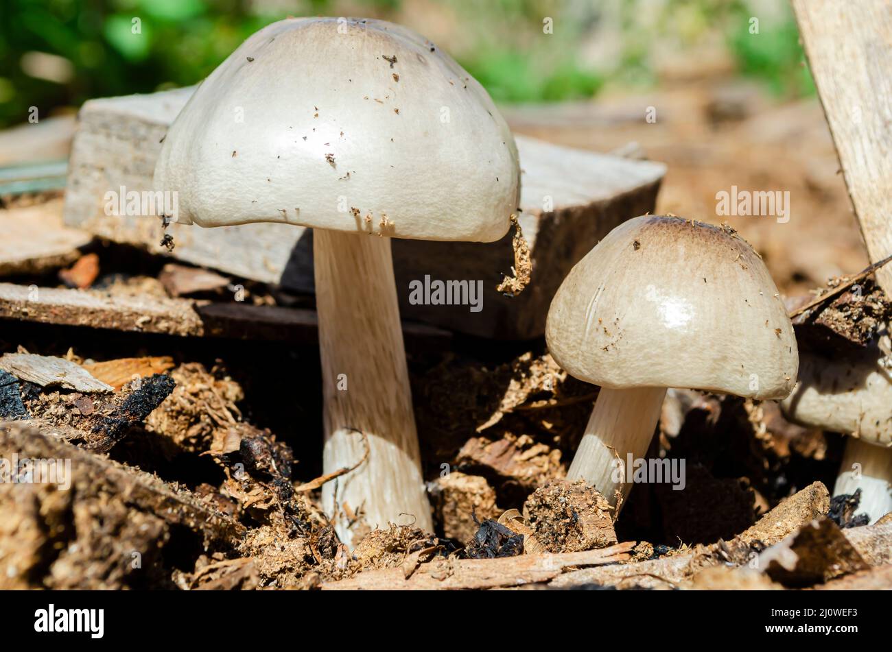 Side View Of Young Pluteus Petasatus Mushrooms Stock Photo - Alamy