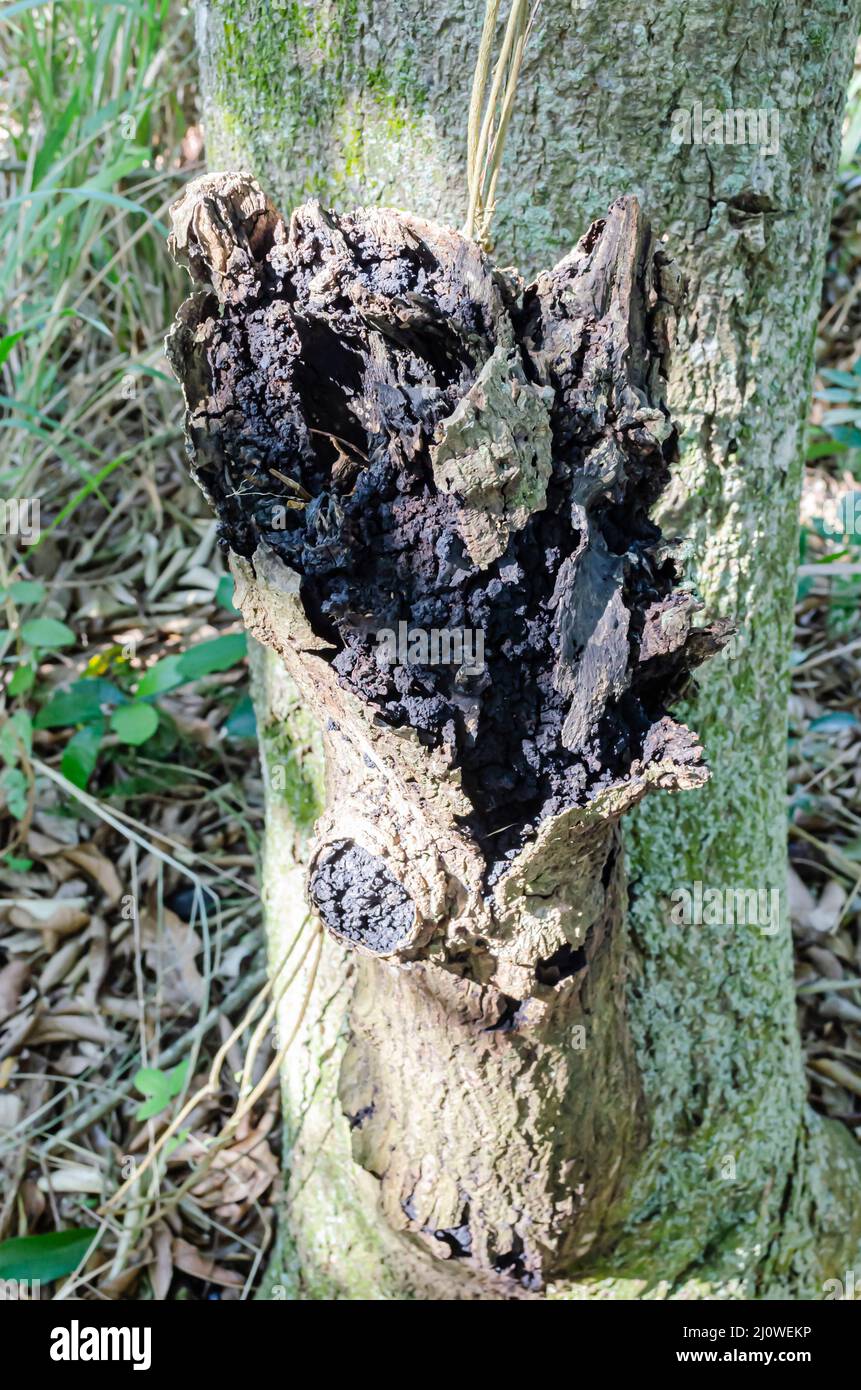 Rotten algae hi-res stock photography and images - Alamy