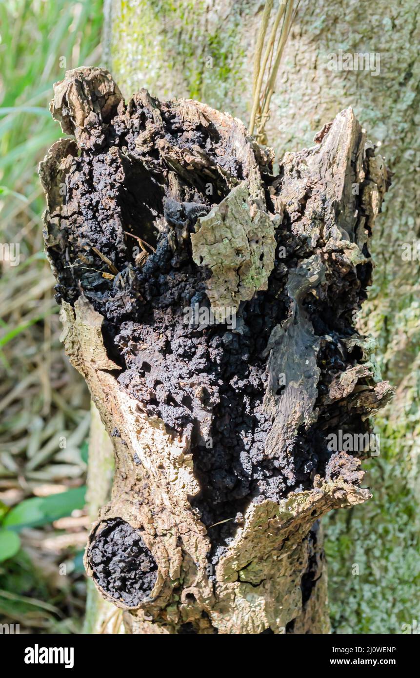 Rotting wood and bark hi-res stock photography and images - Alamy