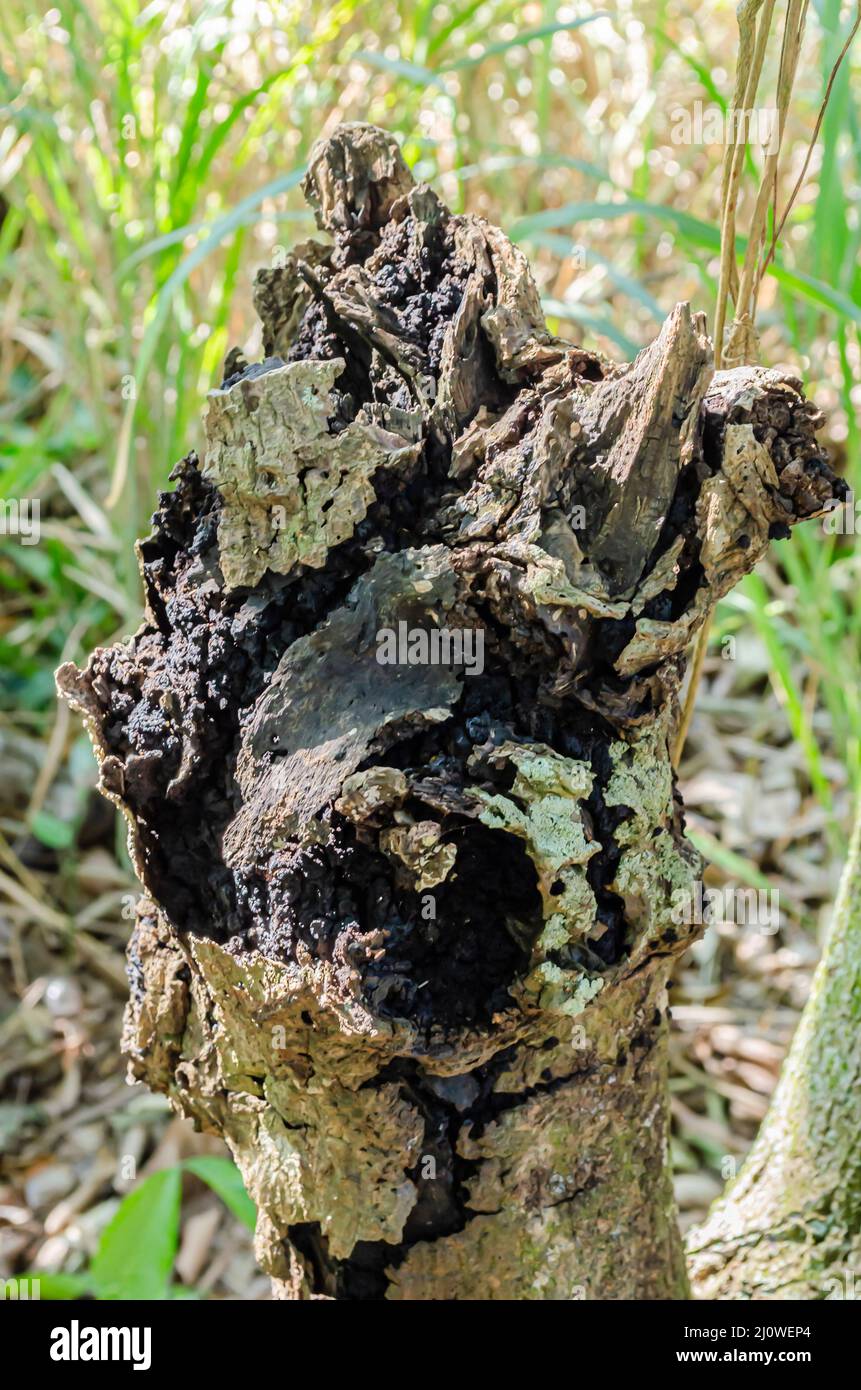 Rotting wood and bark hi-res stock photography and images - Alamy