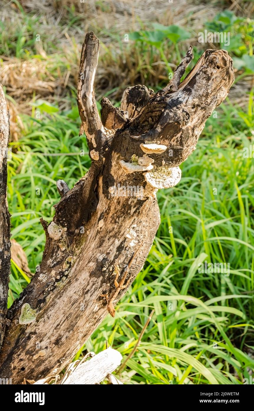 By the side of a barb wire fence is the partly stripped stump of a tree ...