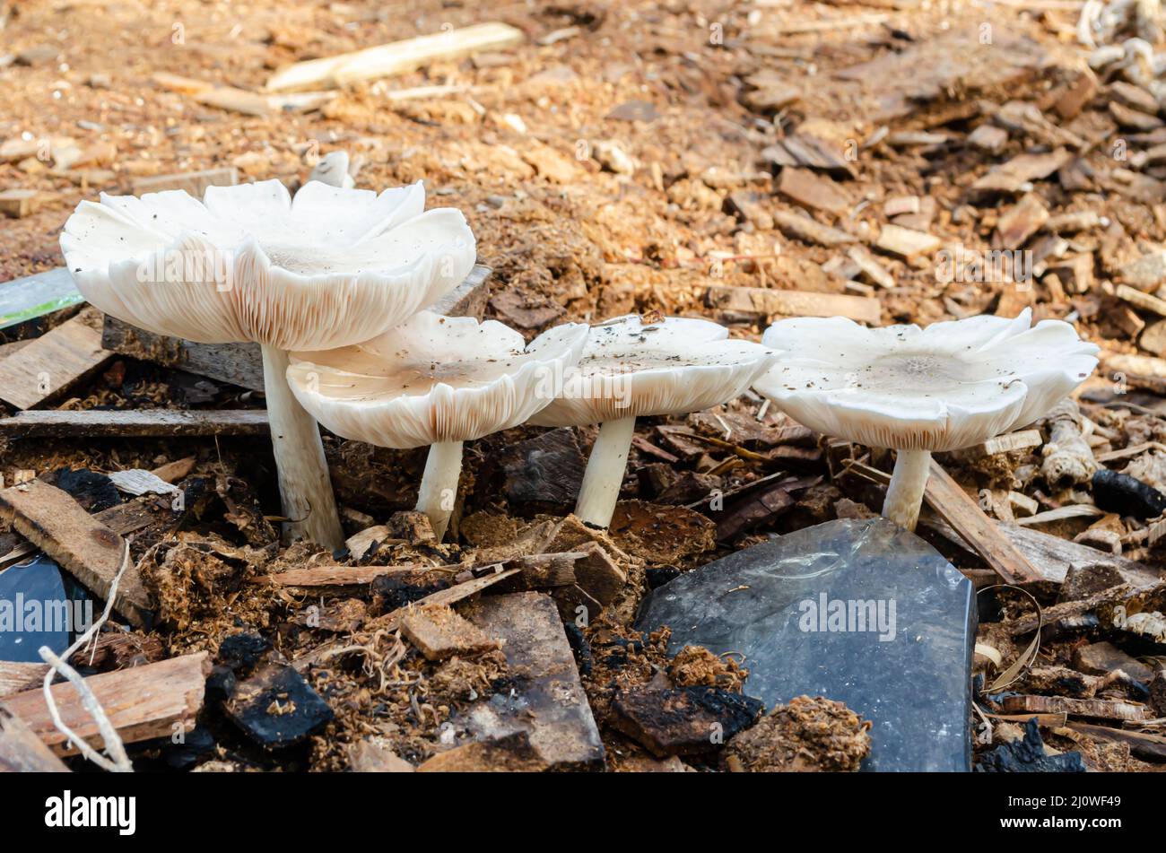 Line Of Mushrooms Stock Photo - Alamy