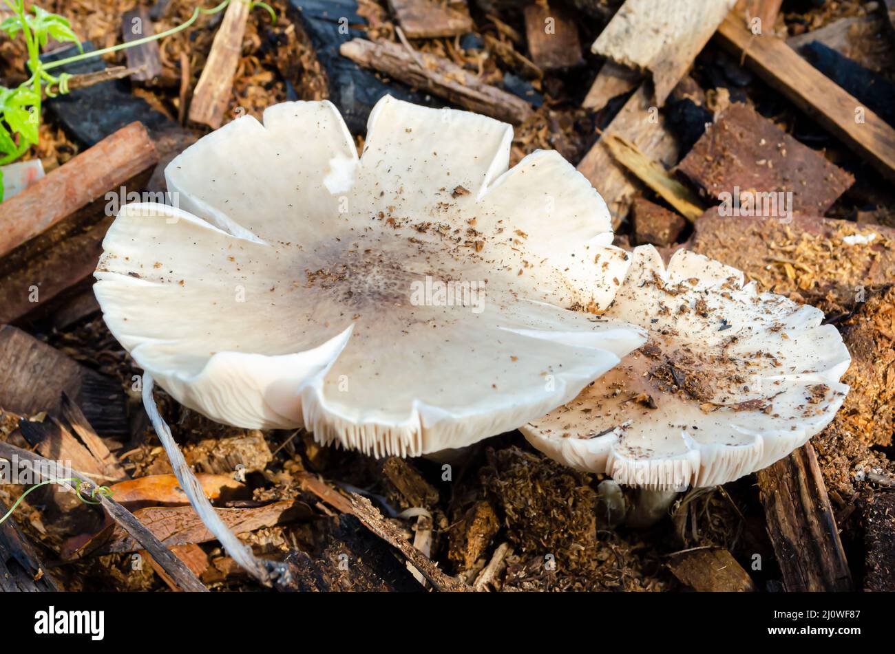 Top Of Pluteus Petasatus Mushrooms Stock Photo - Alamy