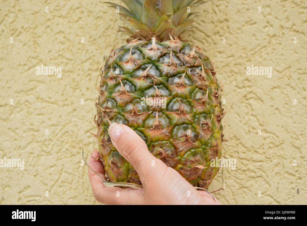 Ripe coconut in hand hi-res stock photography and images - Alamy