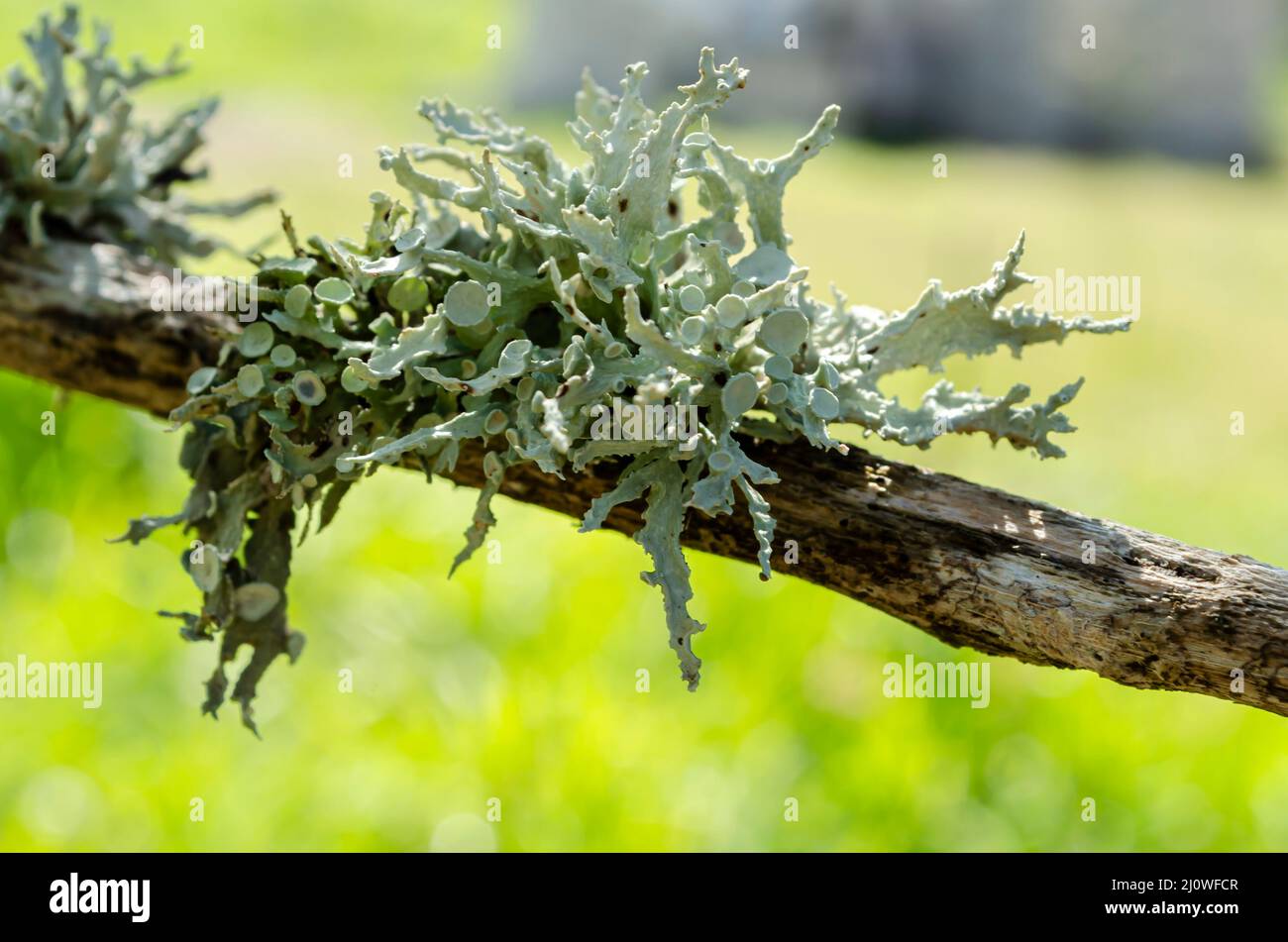 Raindeer lichen hi-res stock photography and images - Alamy