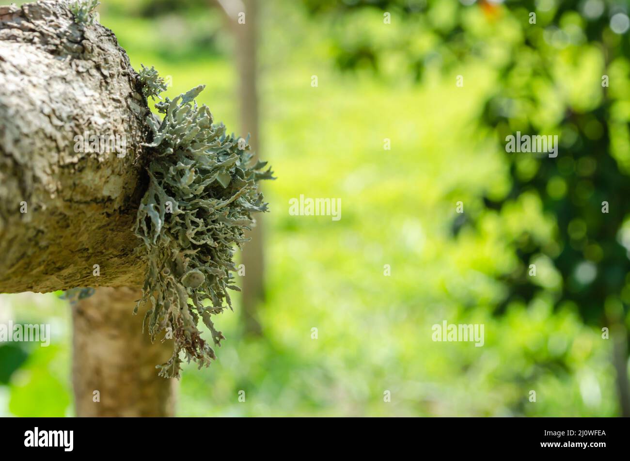 Lower plant lichen hi-res stock photography and images - Alamy