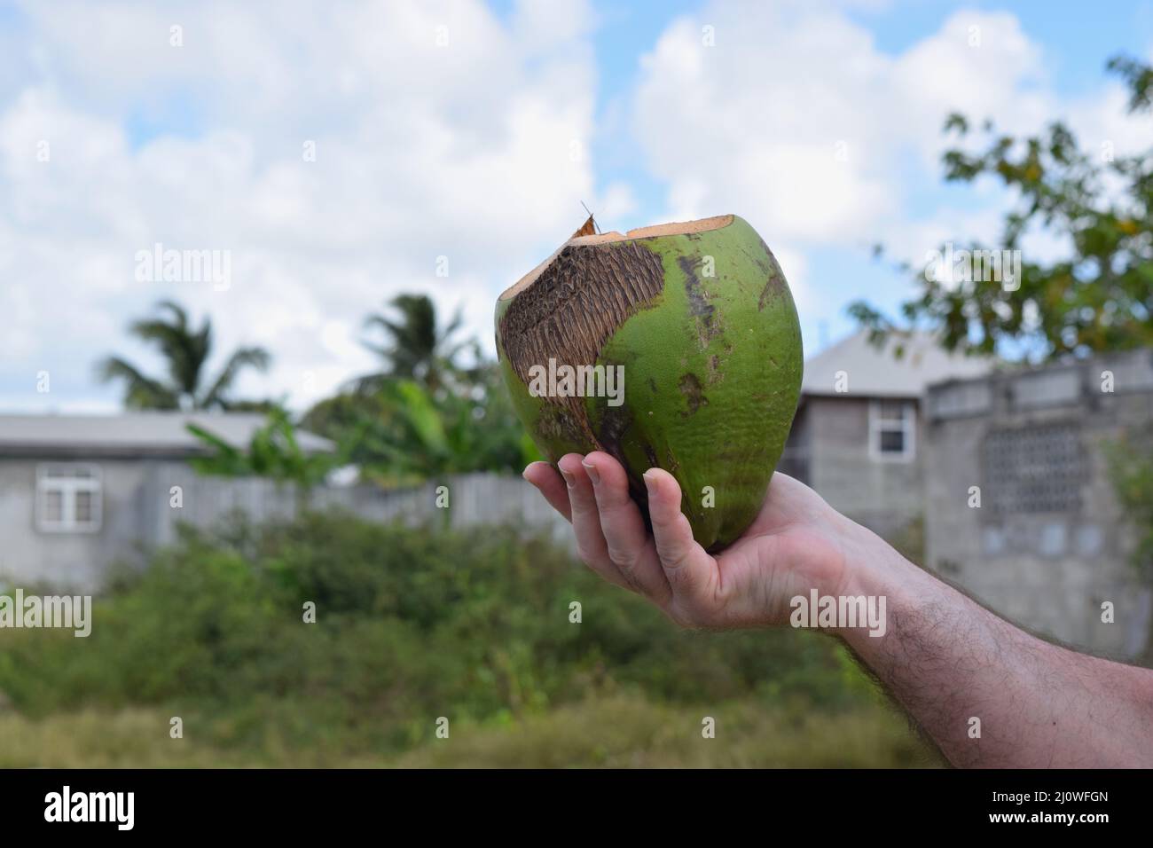 Coconut in hand hi-res stock photography and images - Alamy