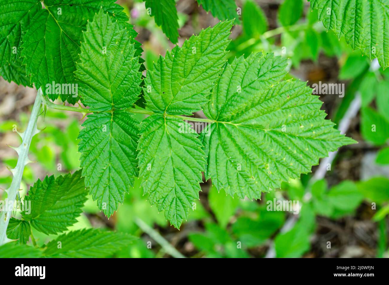 Pinnately compound leaves hi-res stock photography and images - Alamy