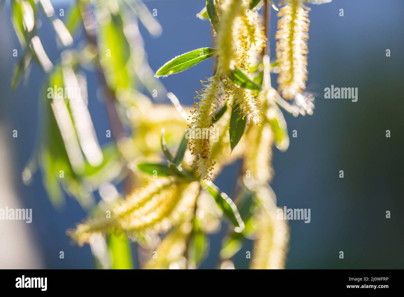 Corkscrew willow tree hi-res stock photography and images - Alamy