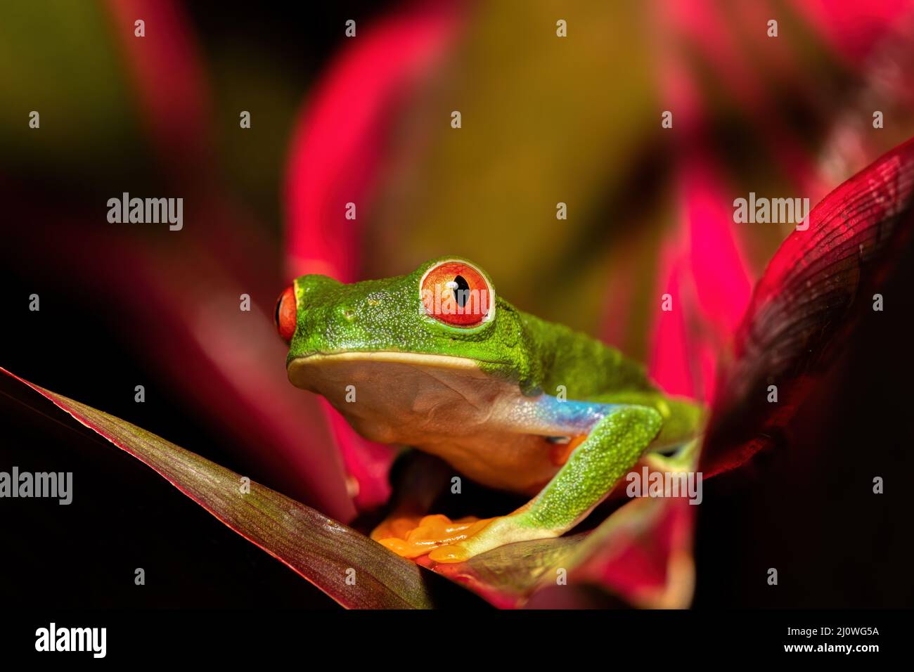 Red-eyed tree frog (Agalychnis callidryas) Cano Negro, Costa Rica ...