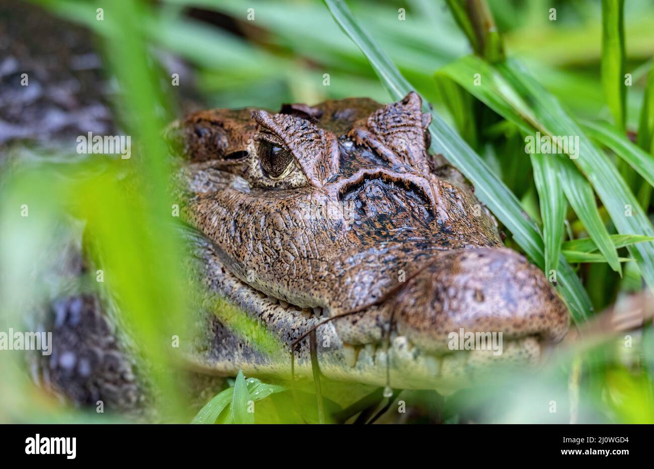 Spectacled caiman, Caiman crocodilus Cano Negro, Costa Rica Stock Photo ...