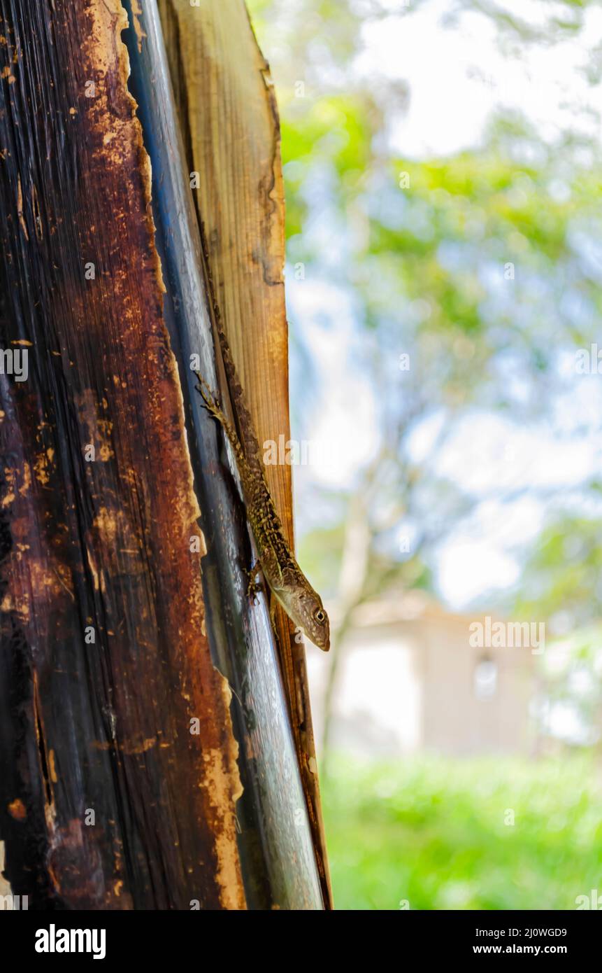 Lizards climbing trees hi-res stock photography and images - Alamy