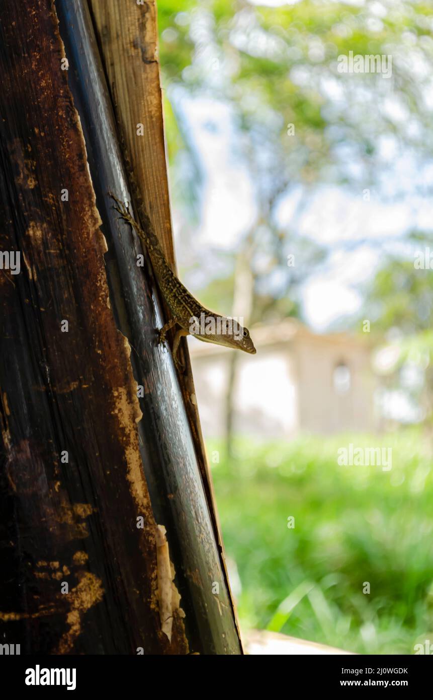 An Anole Lizard is on the side of a banana tree with its head slightly ...