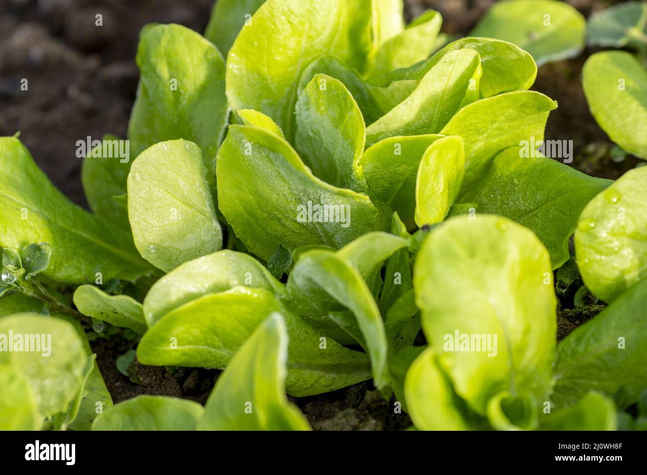 Organic Baby lettuce leaves in the greenhouse. Detail of home grown ...