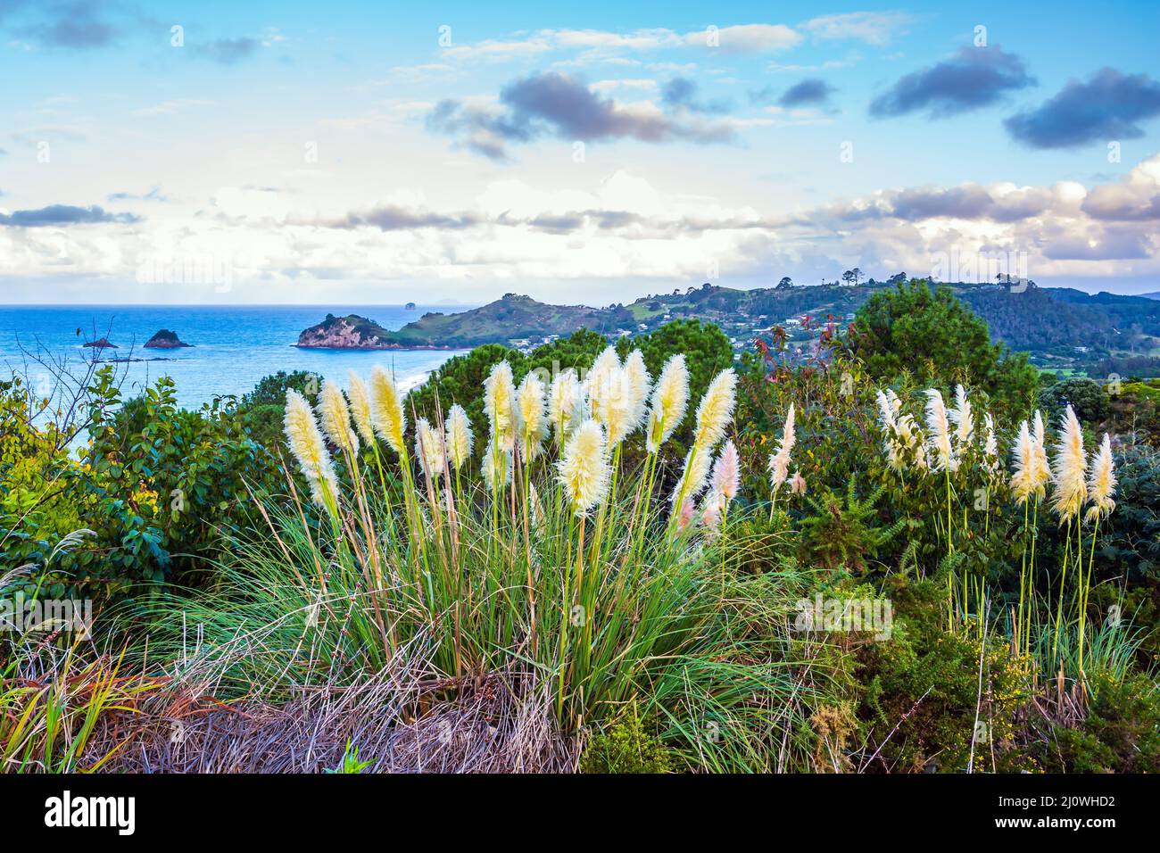 Active flowering hi-res stock photography and images - Alamy