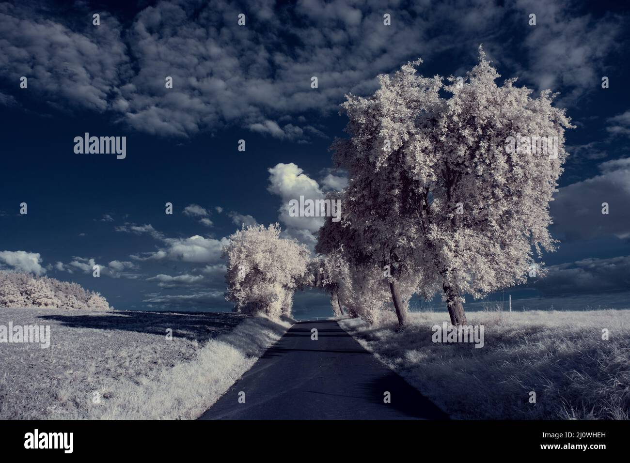 Chilling view of trees along the road in the winter landscape Stock ...